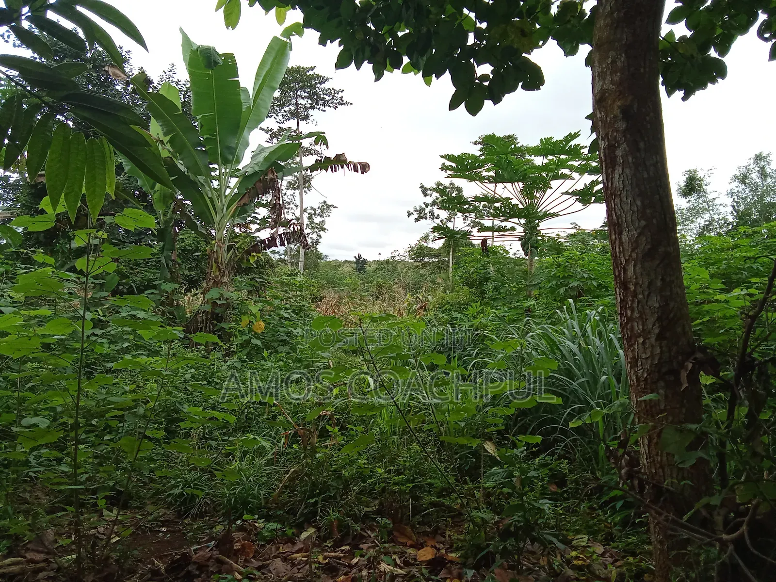 60 Acres of Farm Lands/ Chiraa Ayeiyum in Sunyani Municipal - Land ...