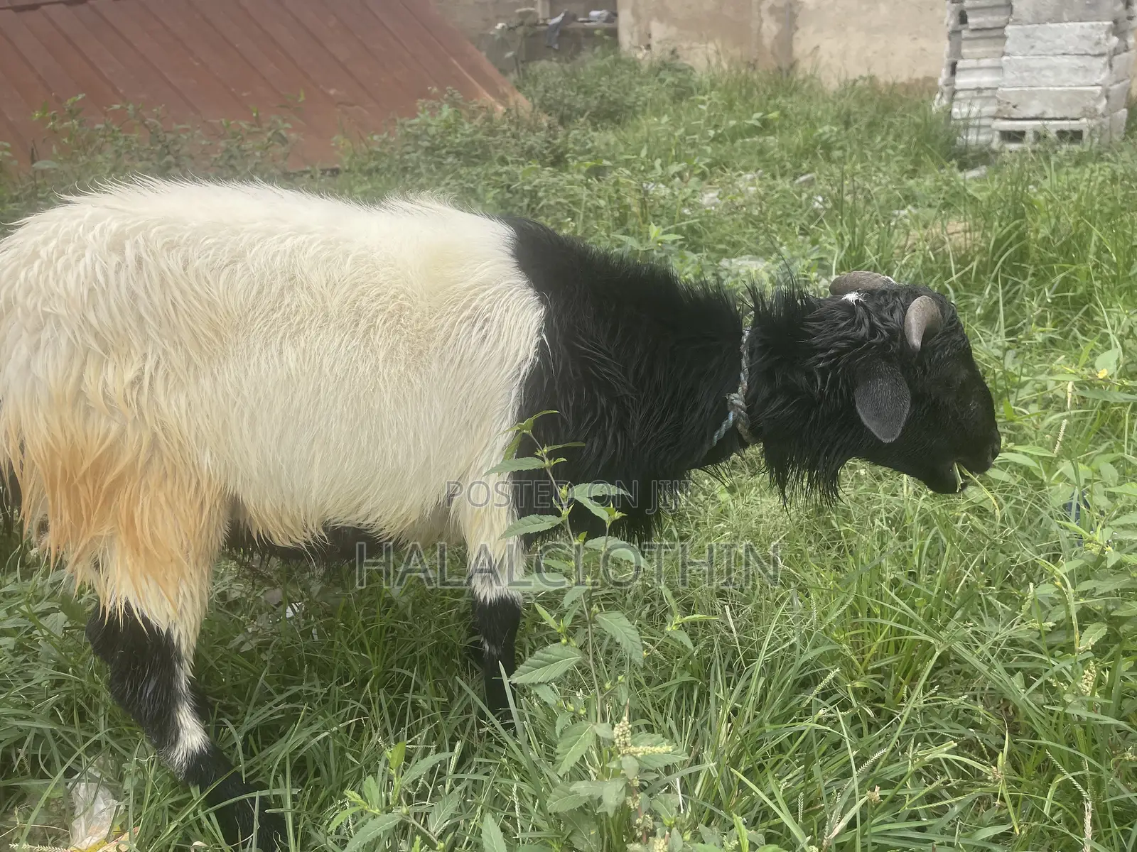 Sheep/Ram . in Madina - Farm Animals, Halal Market | Jiji.com.gh