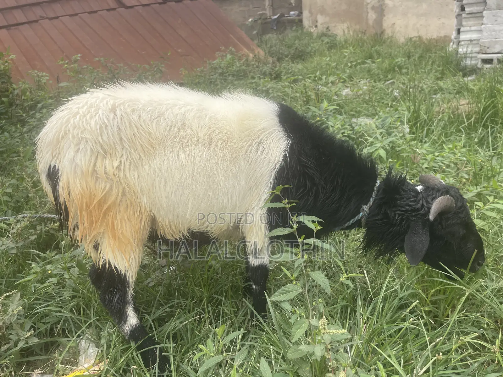 Sheep/Ram . in Madina - Farm Animals, Halal Market | Jiji.com.gh
