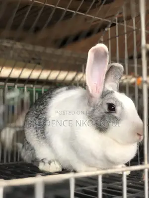 Rabbits in Ghana for sale Prices on Jiji.com.gh