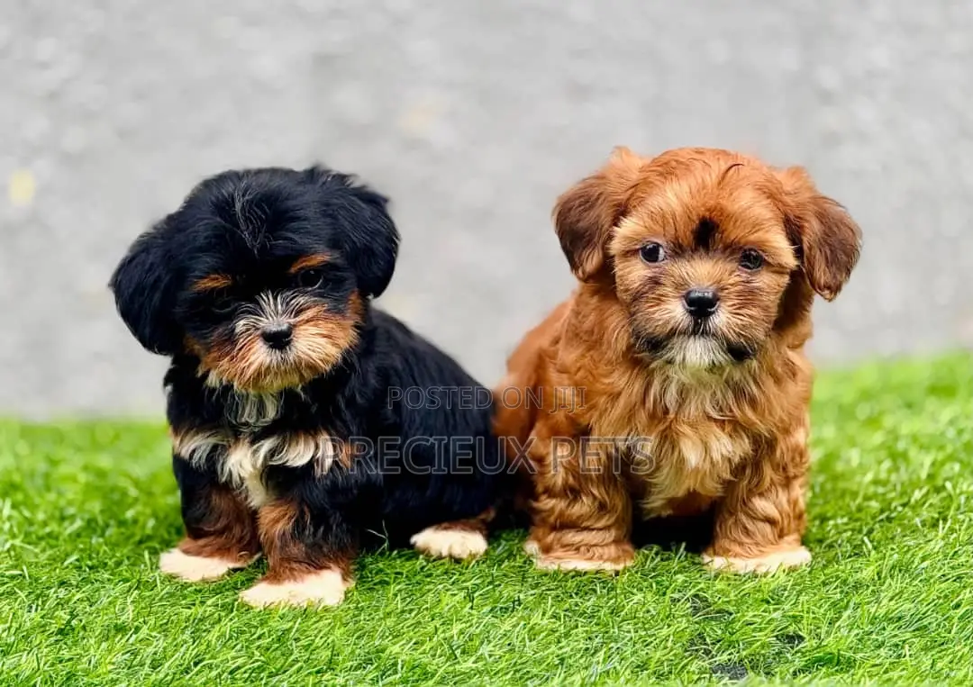 1-3 months Female Purebred Lhasa Apso for sale - Precieux Pets Price ...