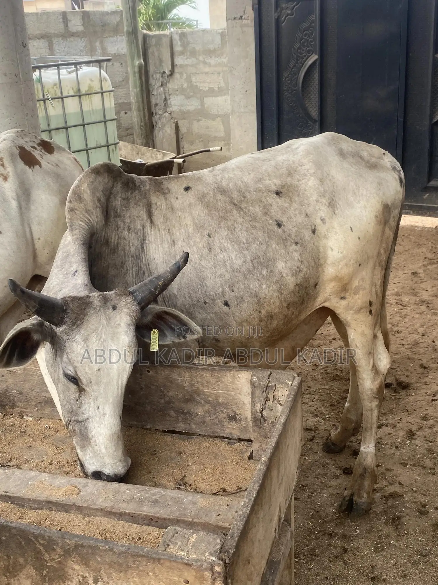 Healthy Cow for Sale in Ashaley Botwe - Farm Animals, Abdul Kadir Abdul ...
