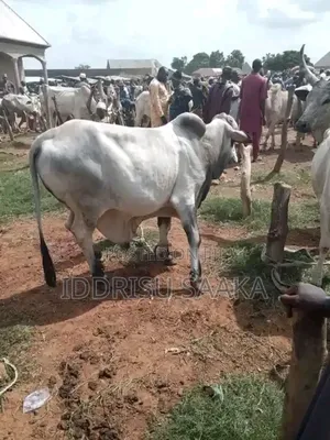 Strong Gudali in Karaga - Farm Animals, Iddrisu Saaka | Jiji.com.gh