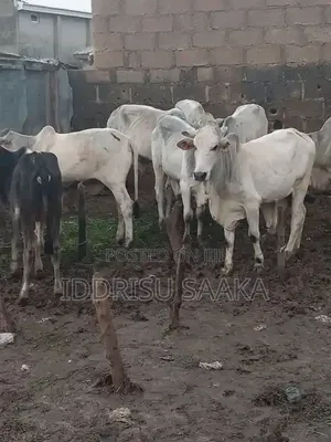 Strong Gudali in Karaga - Farm Animals, Iddrisu Saaka | Jiji.com.gh