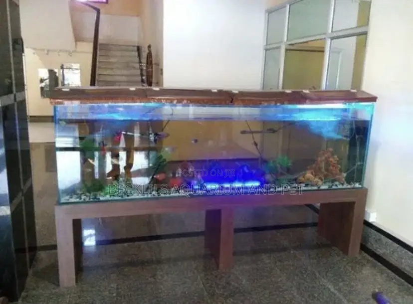 Point and Kill Aqurium. Glass Tank in Madina - Fish, Becklilz ...