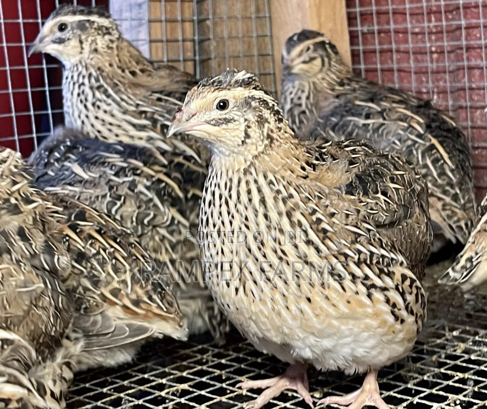 Quail Birds in Nungua - Farm Animals, Rampex Quail Farm | Jiji.com.gh