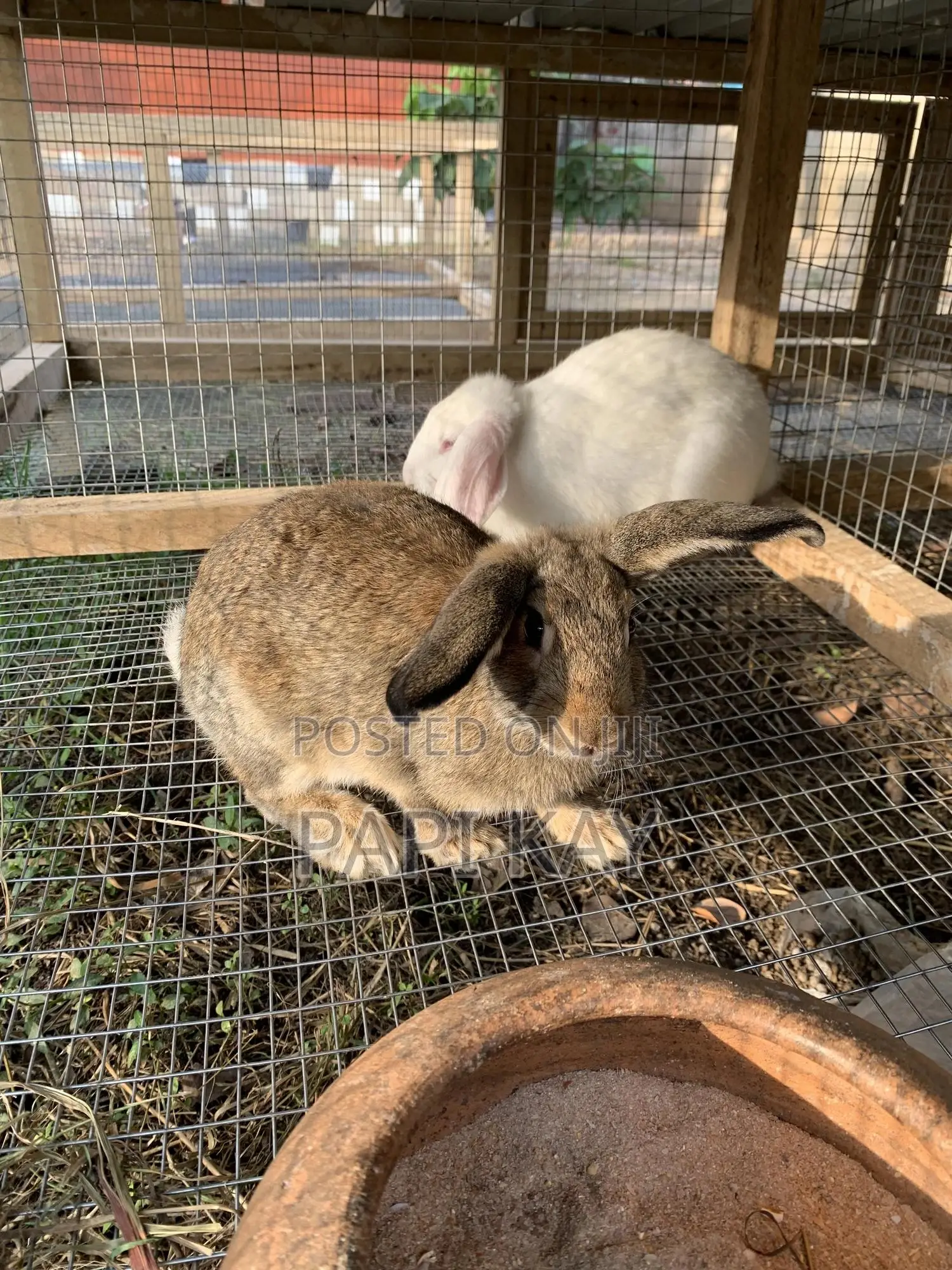 Hybrid Rabbits Available in Santa Maria - Farm Animals, Papi Kay | Jiji ...