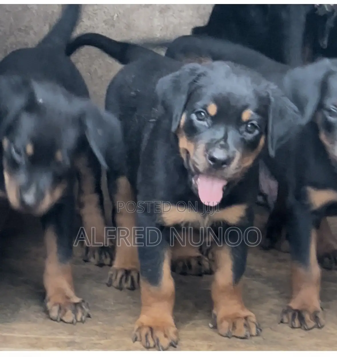1-3 months Female Purebred Rottweiler in Spintex - Dogs & Puppies ...