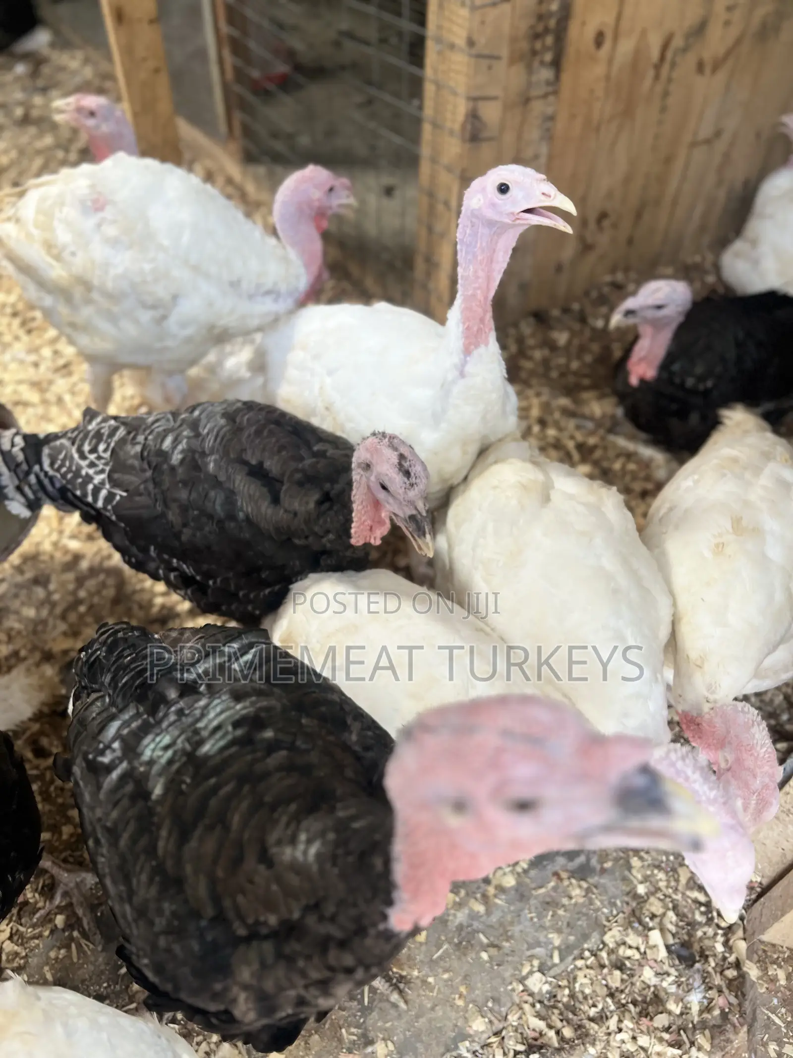 Xmas BBB/BBW Turkeys Local Turkeys in Spintex - Farm Animals, Michael ...