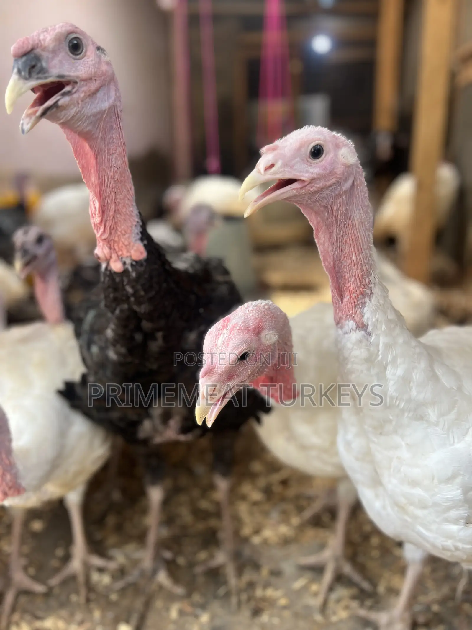Xmas BBB/BBW Turkeys Local Turkeys in Spintex - Farm Animals, Michael ...