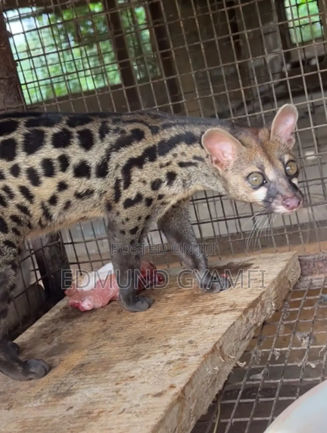 Wildlife Genet Cat in Akuapim South - Farm Animals, Edmund Gyamfi | Jiji.com.gh