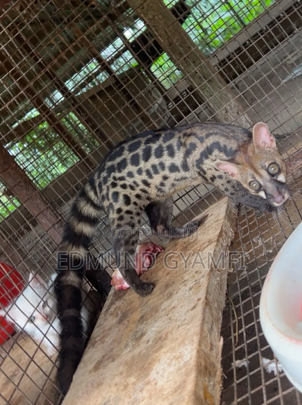 Wildlife Genet Cat in Akuapim South - Farm Animals, Edmund Gyamfi ...