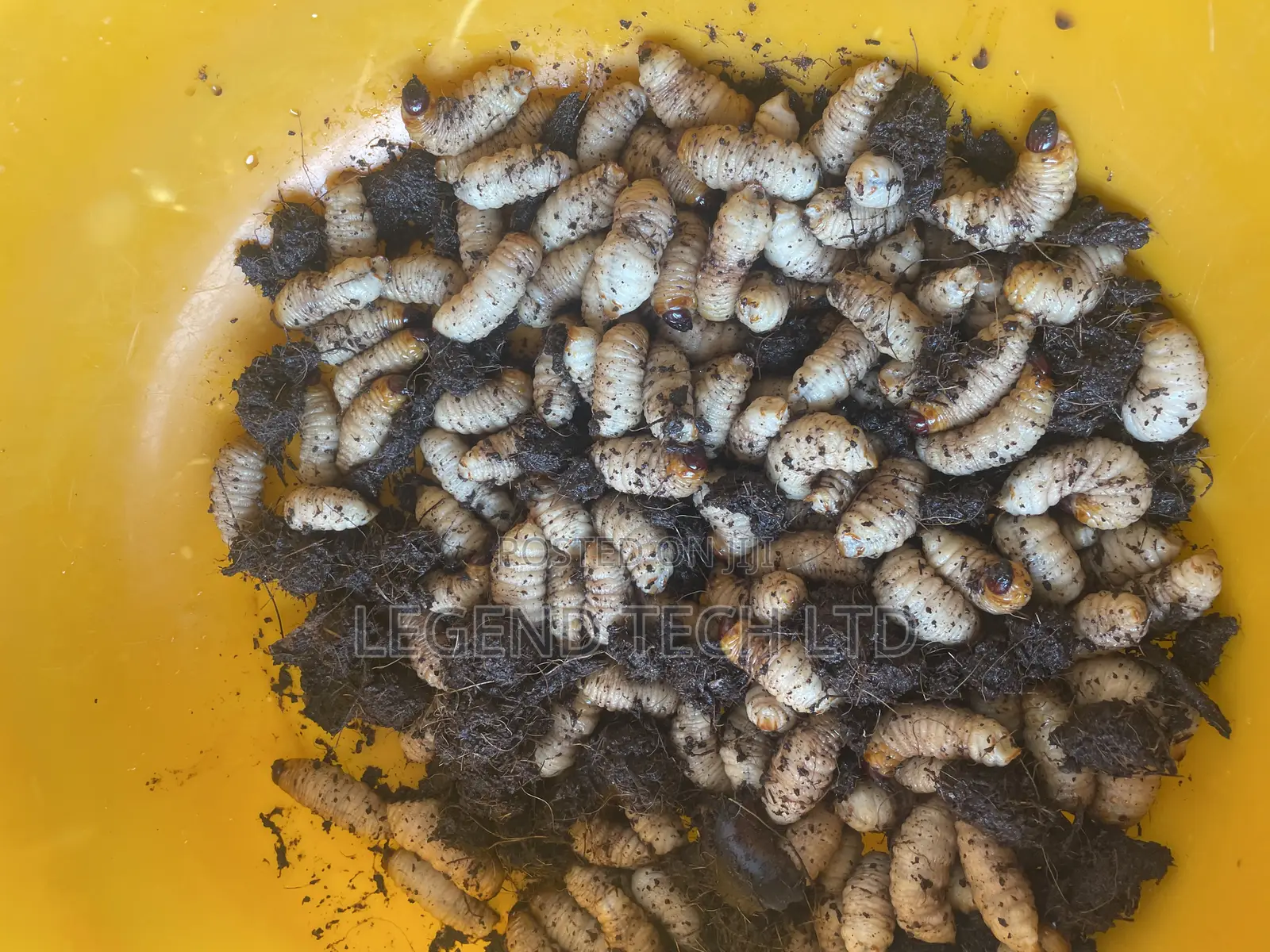 Palm Tree Worms Akokono in Tema Metropolitan - Food & Beverages, King ...