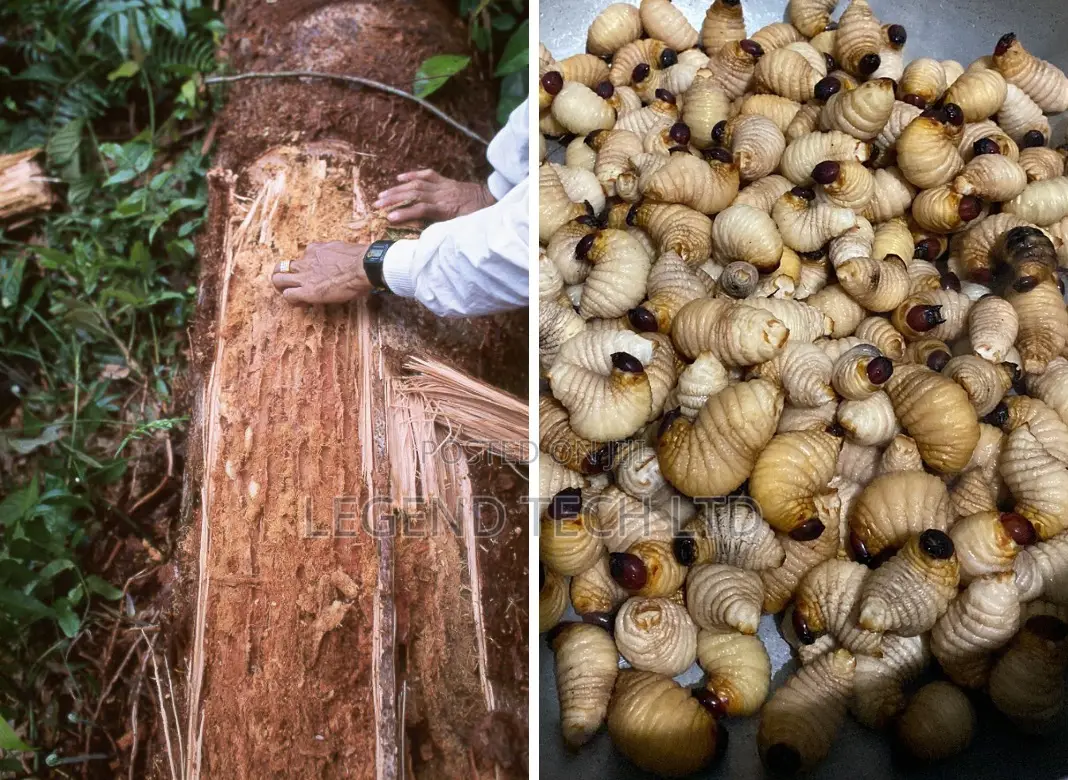 Palm Tree Worms Akokono in Tema Metropolitan - Food & Beverages, King ...