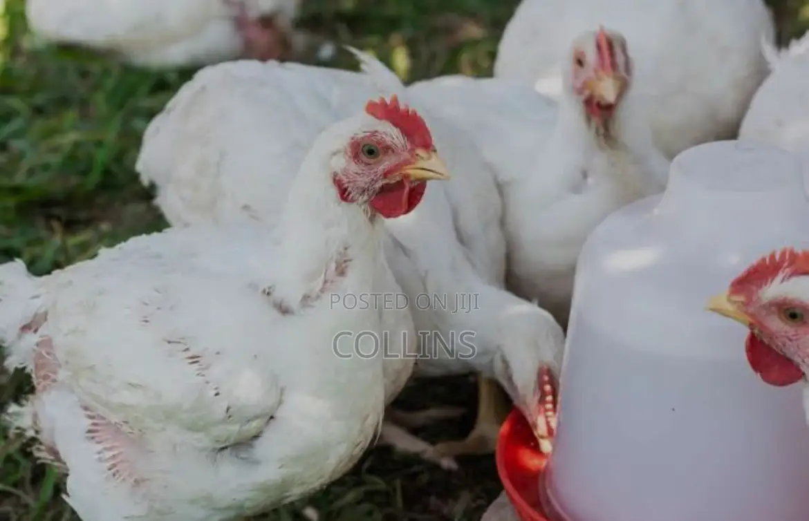 Supply of Bulk Live Fowls in Accra in East Legon - Farm Animals ...