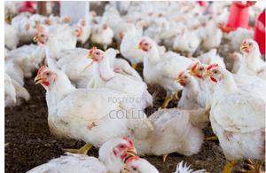 Supply of Bulk Live Fowls in Accra in East Legon - Farm Animals ...