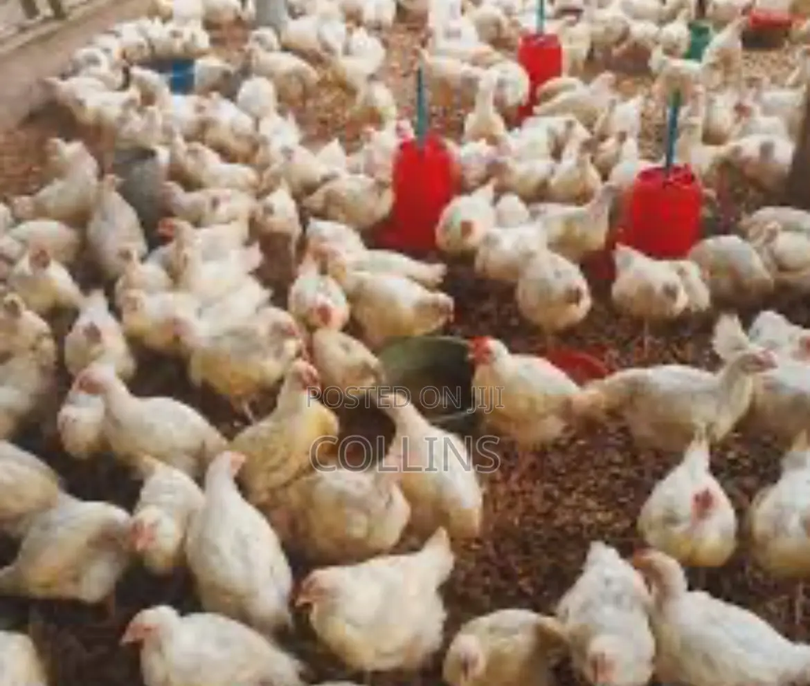 Supply of Bulk Live Fowls in Accra in East Legon - Farm Animals ...