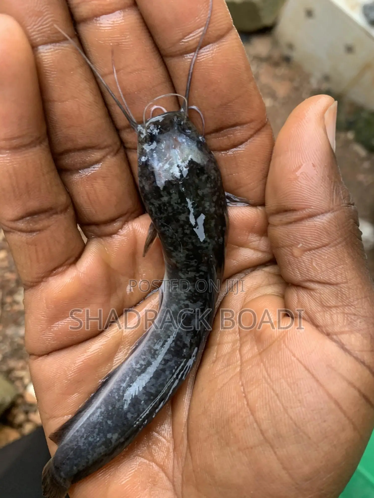 Quality Catfish Juveniles Seed in Kumasi Metropolitan - Farm Animals ...
