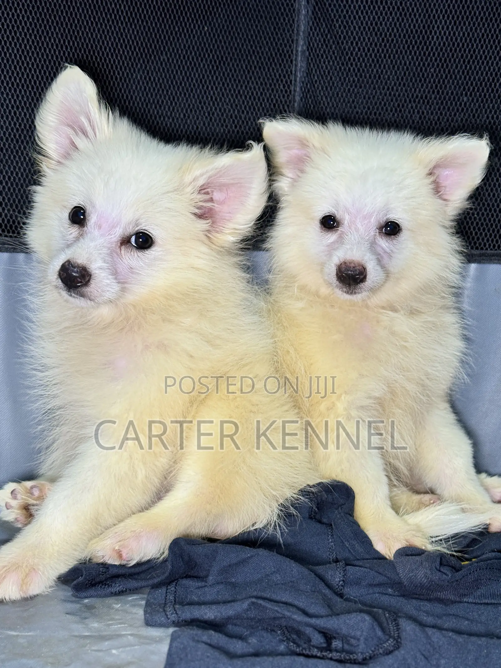 1-3 months Female Purebred Japanese Spitz in Lapaz - Dogs & Puppies ...