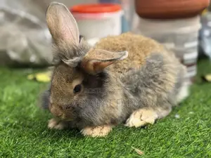 Rabbits in Ghana for sale Prices on Jiji.com.gh