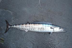Fresh Wahoo Fish in Ghana – Wholesale Retail | Direct From the Sea in ...