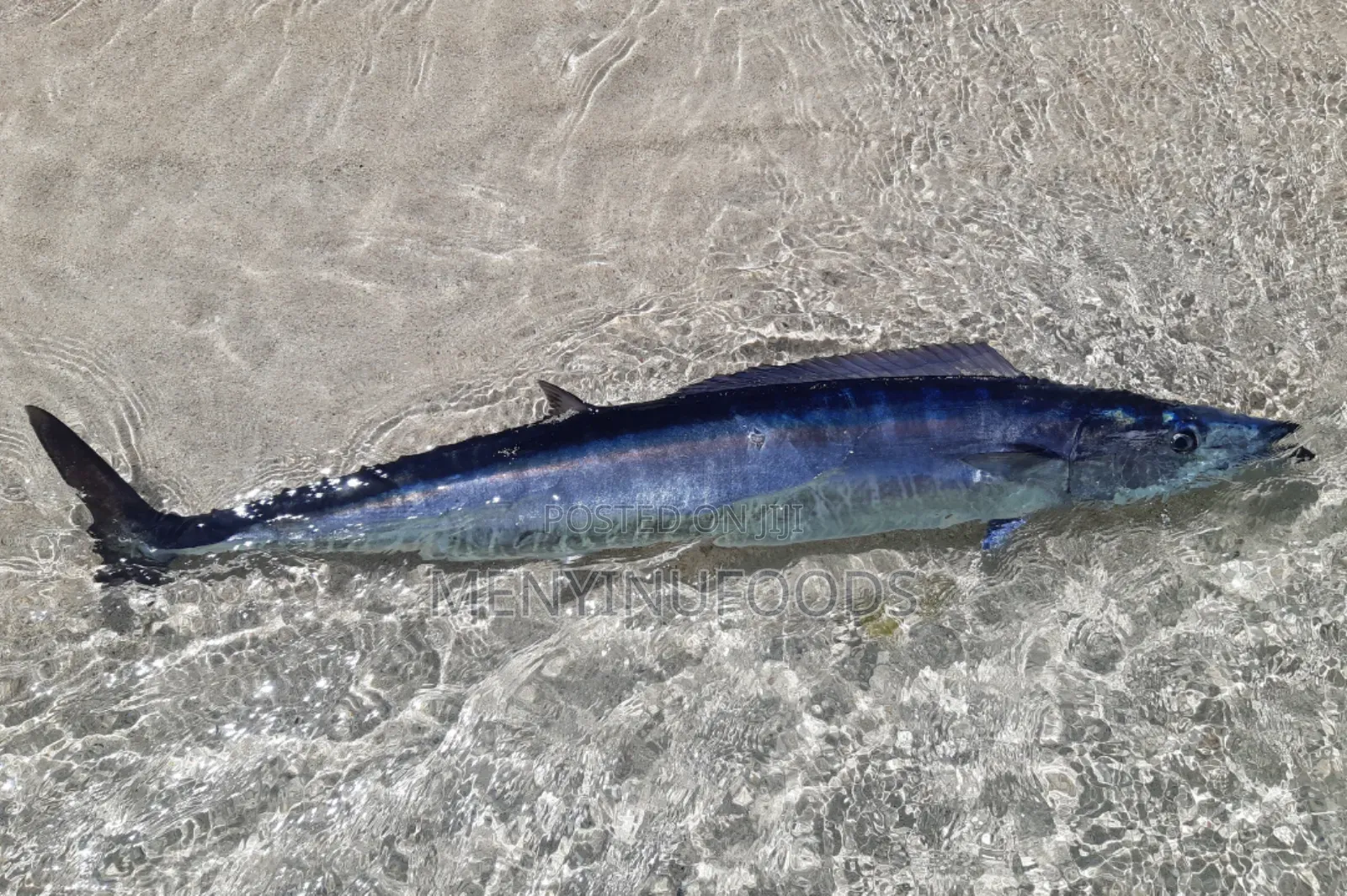 Fresh Wahoo Fish in Ghana – Wholesale Retail | Direct From the Sea in ...