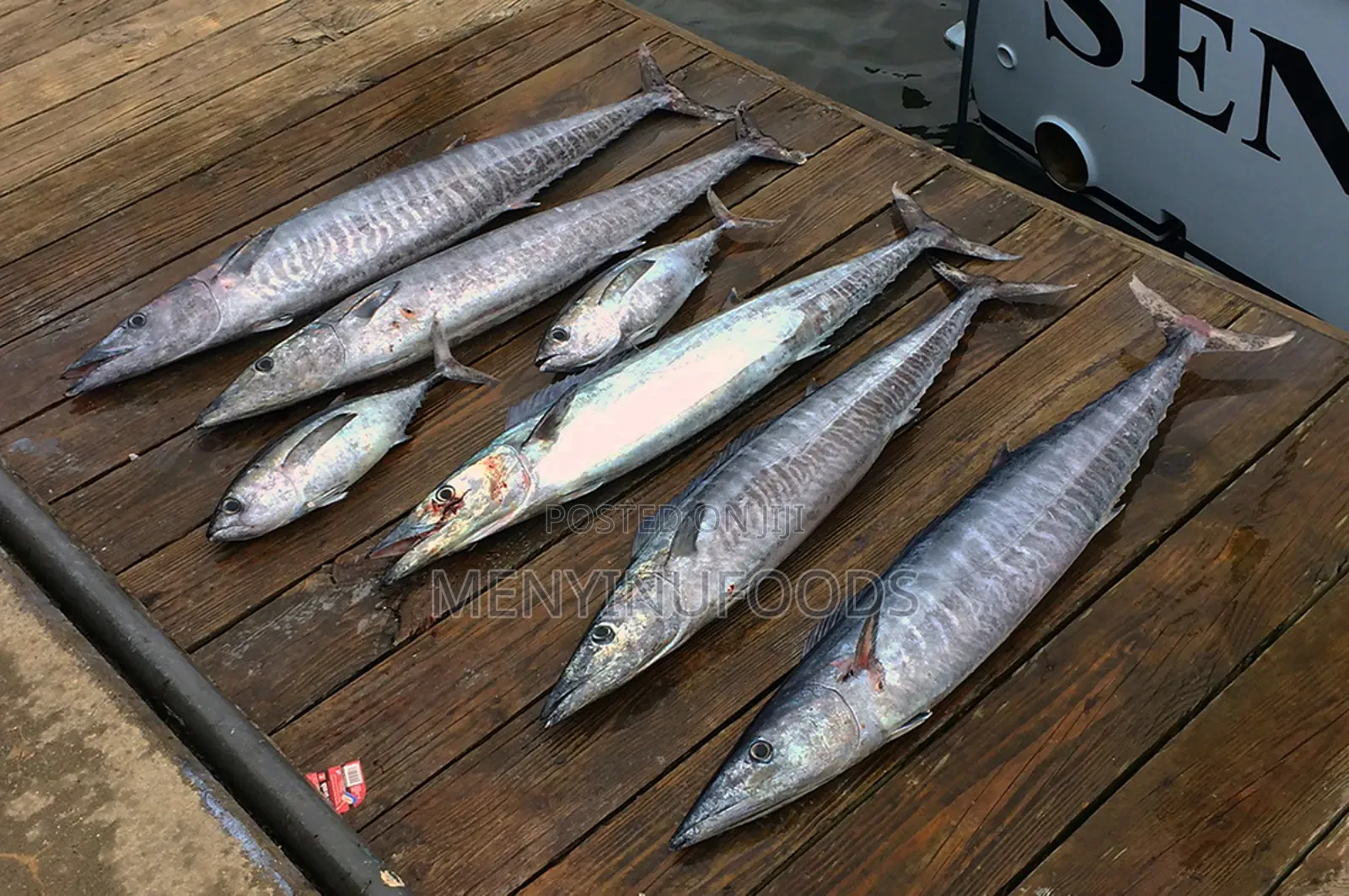 Fresh Wahoo Fish in Ghana – Wholesale Retail | Direct From the Sea in ...