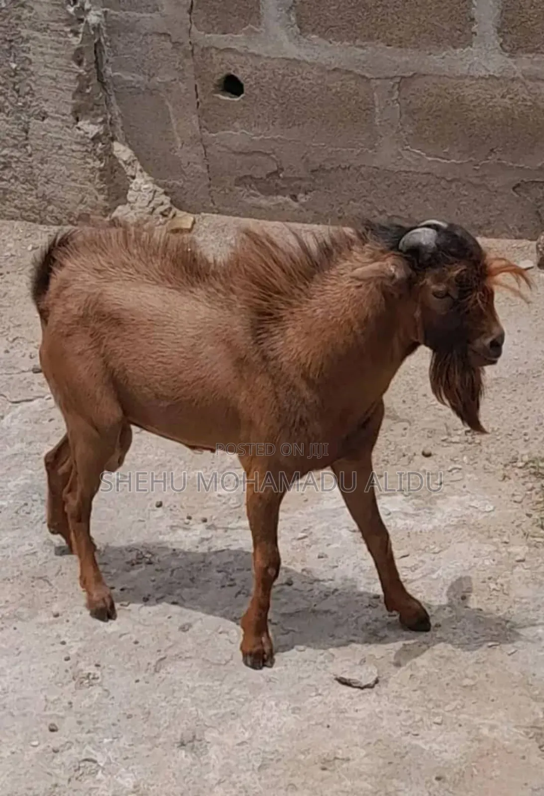 Local Big Male Goat in Saboba - Farm Animals, Shehu Mohamadu Alidu Moha ...