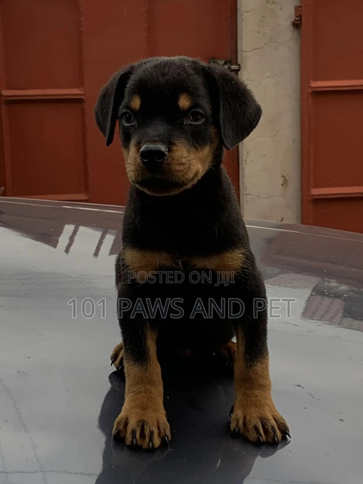 1-3 months Male Purebred Rottweiler in Cantonments - Dogs & Puppies ...