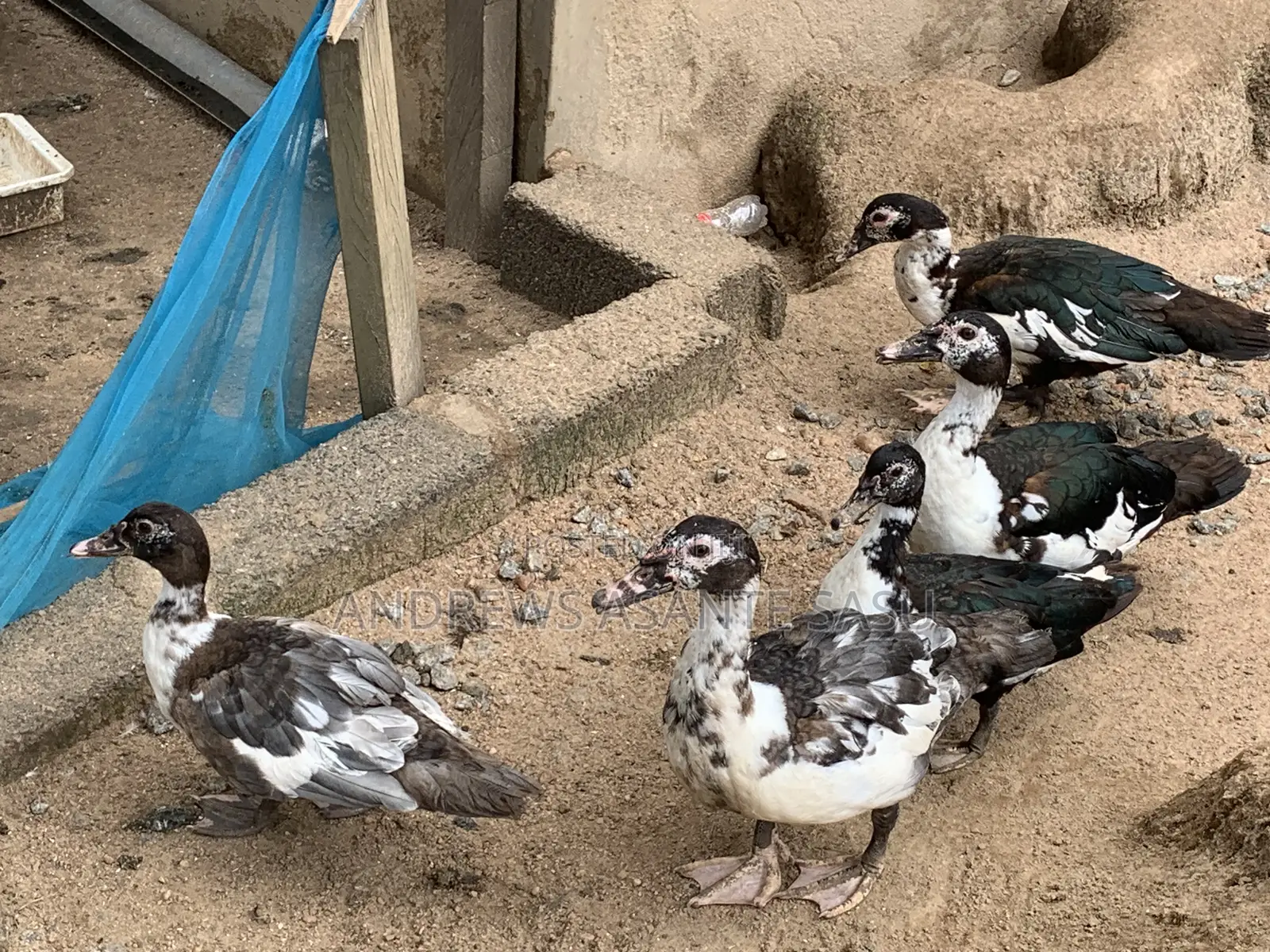 All Sizes of Ducks and Other Farm Birds in Ablekuma - Farm Animals, Andrews Asante Sasu | Jiji ...
