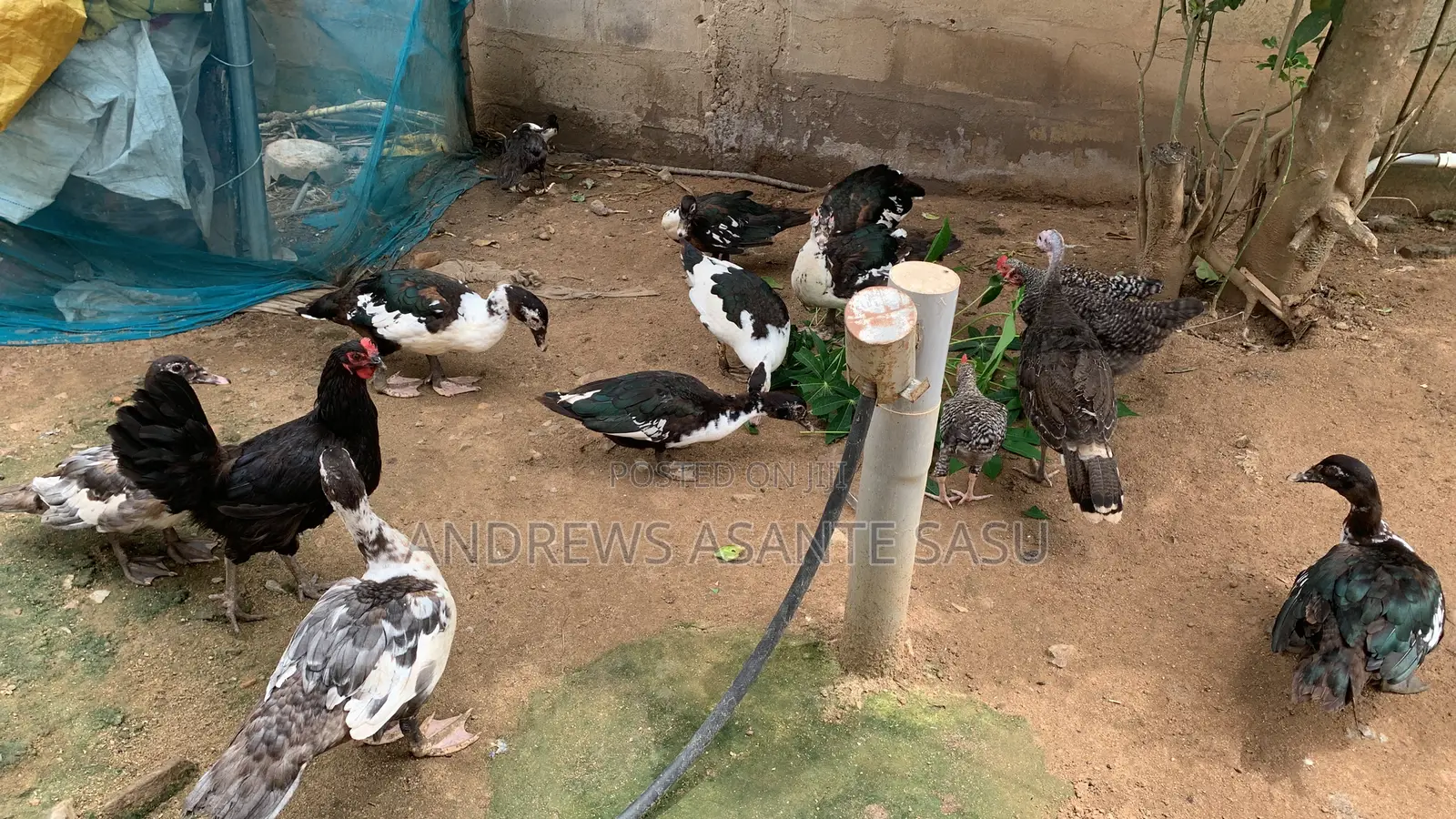 All Sizes of Ducks and Other Farm Birds in Ablekuma - Farm Animals, Andrews Asante Sasu | Jiji ...