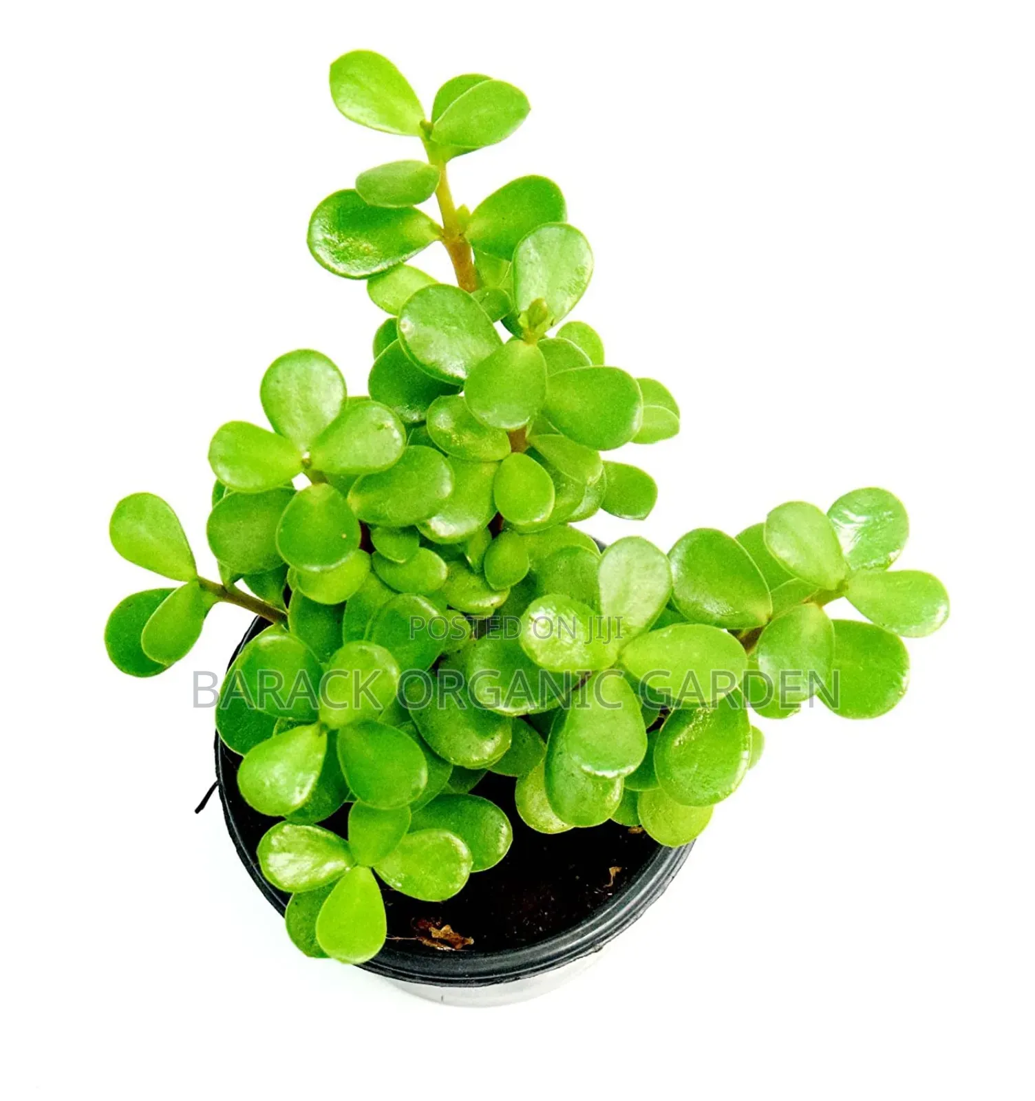 Jade Plant (Money Plant) in Adenta - Feeds, Supplements & Seeds ...