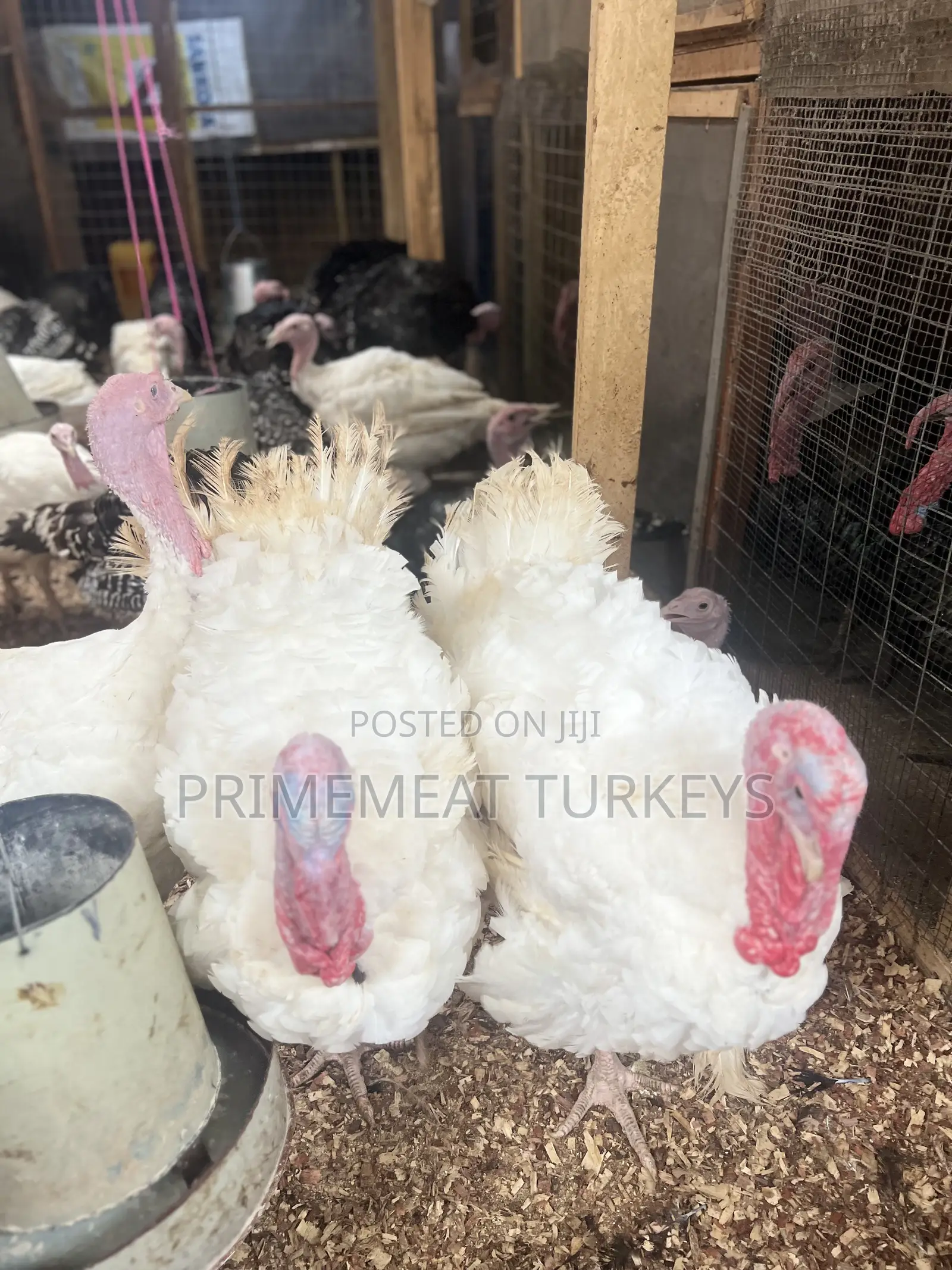 Xmas BBB/BBW Turkeys Local Turkeys in Spintex - Farm Animals, Michael ...