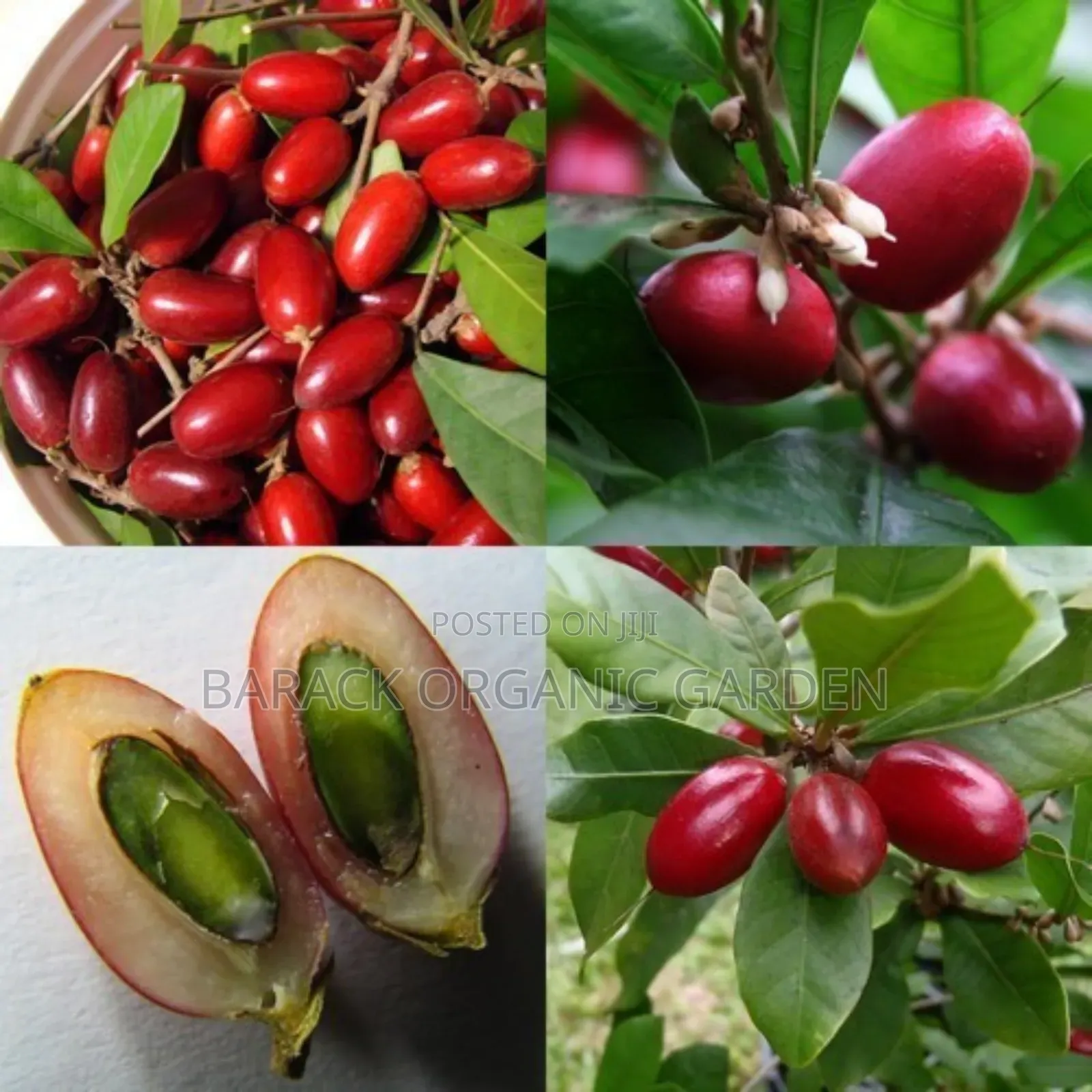 Miracle Berry Seedlings in Dzorwulu - Feeds, Supplements & Seeds ...