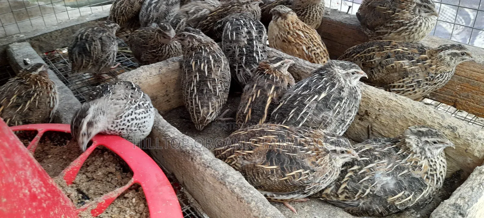 Quail Chicks and Eggs Available for Sale in Ga South Municipal - Farm ...