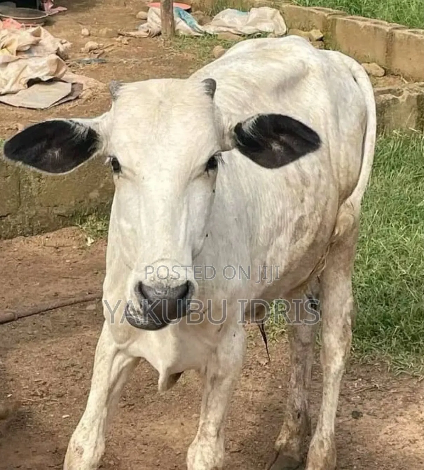 Healthy and Strong Gudali Cows in Karaga - Farm Animals, Yakubu Idris ...