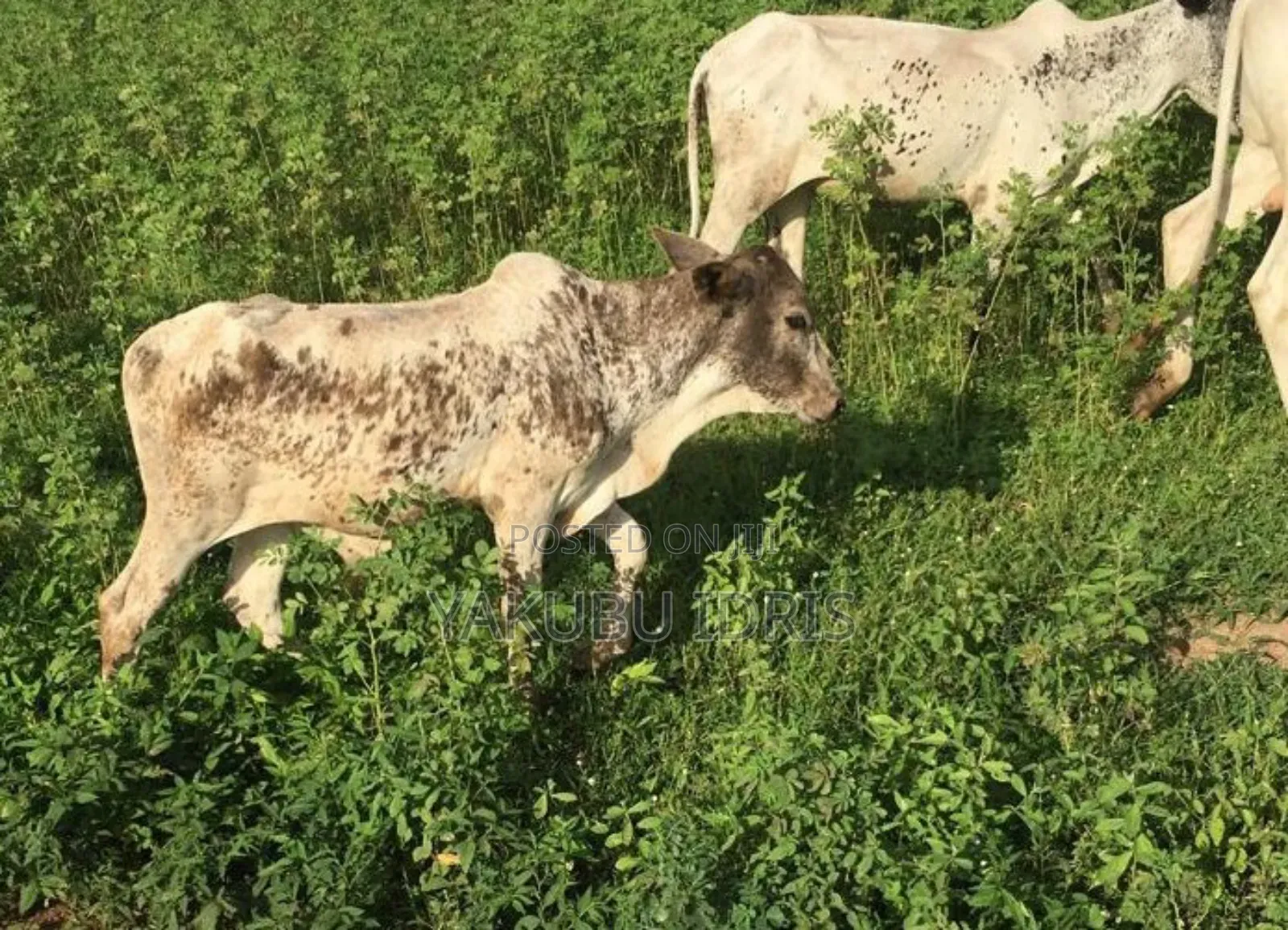 Healthy and Strong Gudali Cows in Karaga - Farm Animals, Yakubu Idris ...