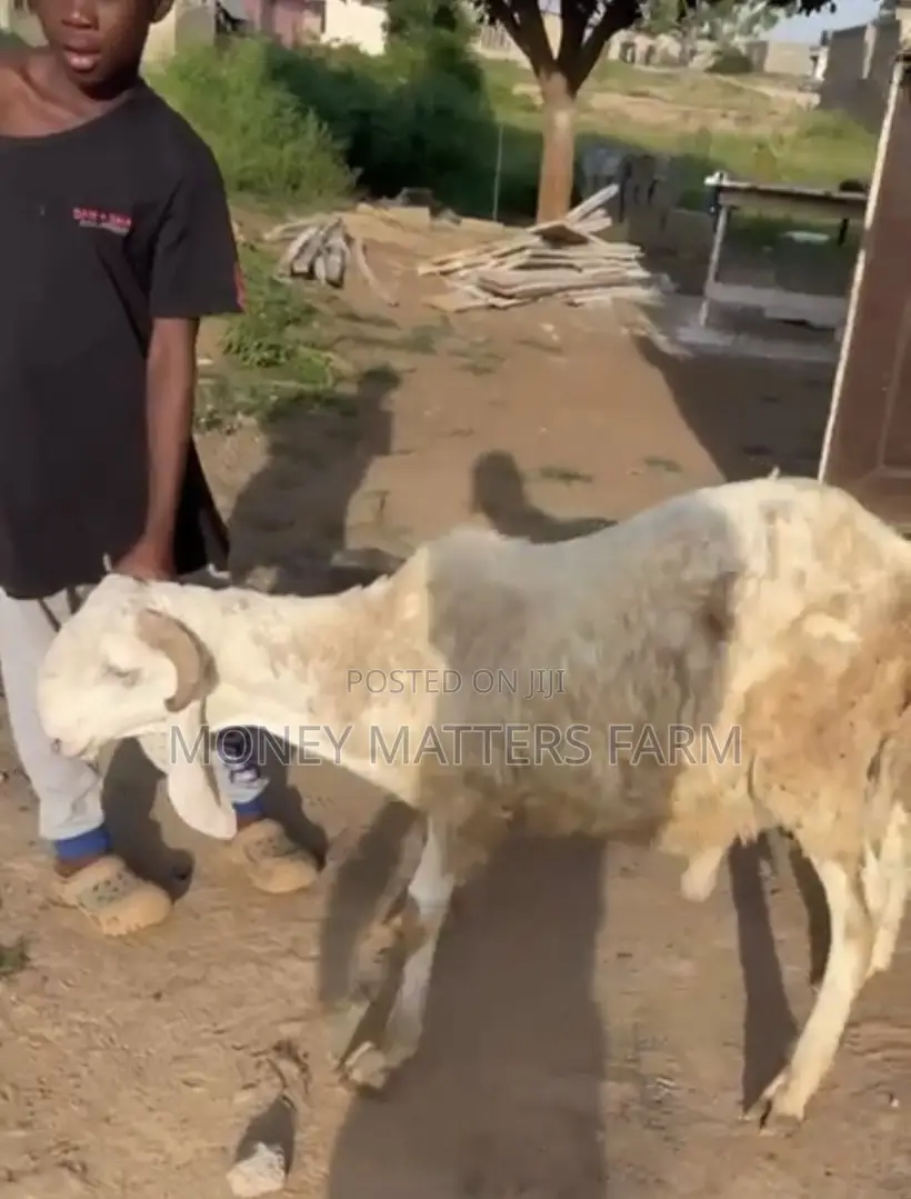 Big Balami Male Sheep in Nima - Farm Animals, Money Matters Farm | Jiji ...