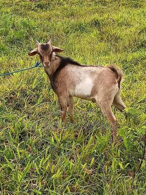 Goat for Self in Tamale Municipal - Farm Animals, Alhassan Waris | Jiji ...