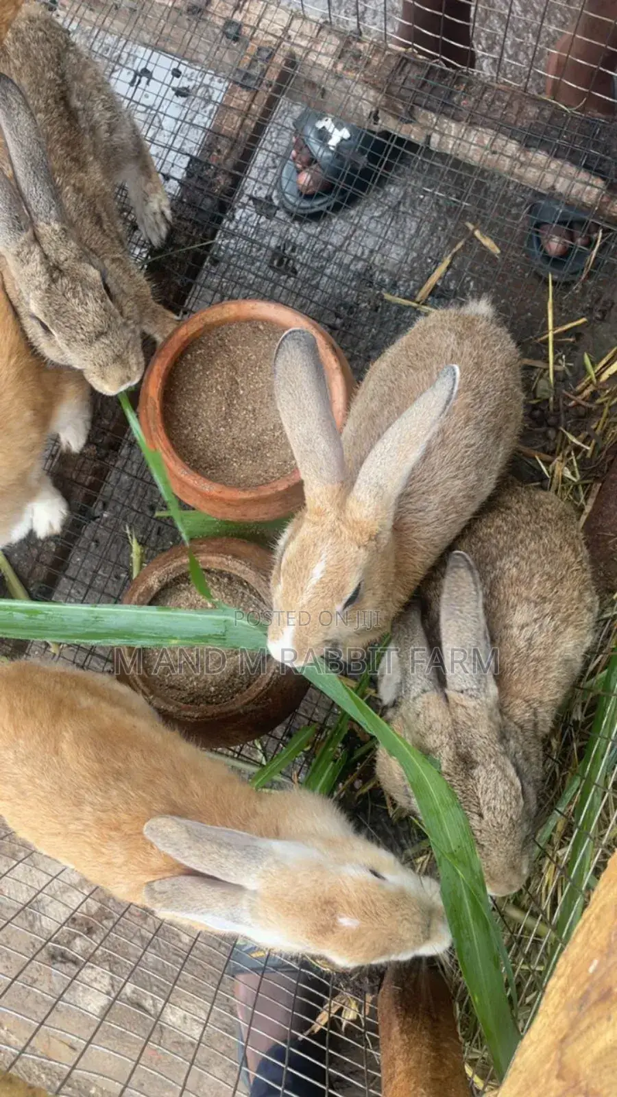 Rabbit Available. A Lot Of Breeds in Atwima Nwabiagya - Farm Animals, M ...