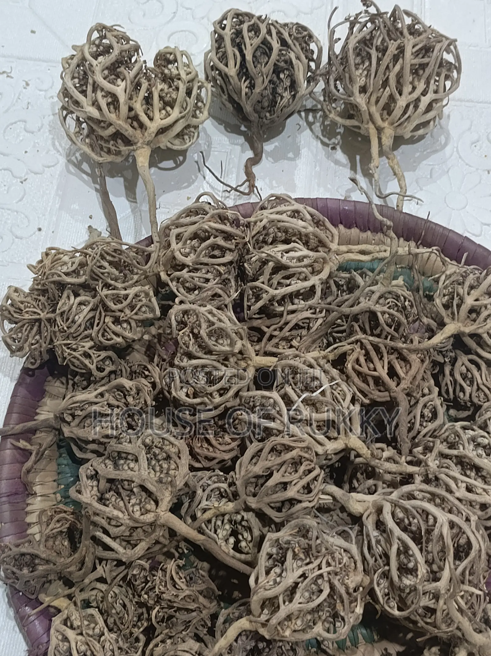 Rose of Jericho/Fatima's Finger/Anastatica/Annum Maryam in Tema ...