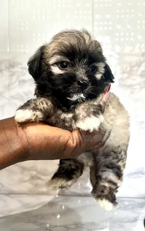 1-3 months Male Purebred Maltese in Dansoman - Dogs & Puppies ...