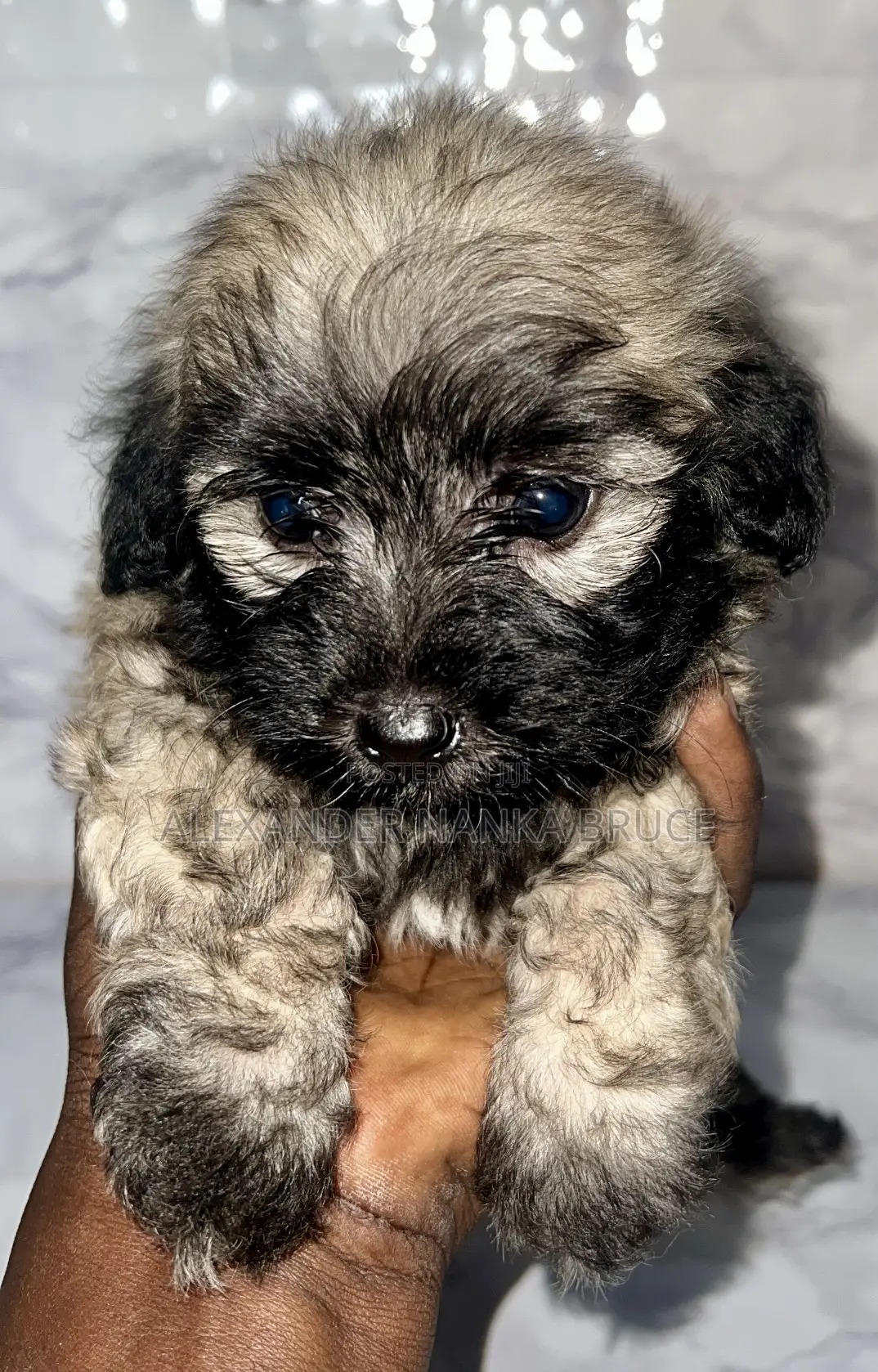 1-3 months Male Purebred Maltese in Dansoman - Dogs & Puppies ...