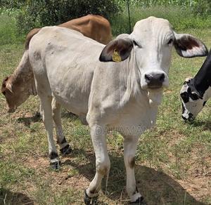 Gudali Cows in Karaga - Farm Animals, Azabu Dahamani | Jiji.com.gh