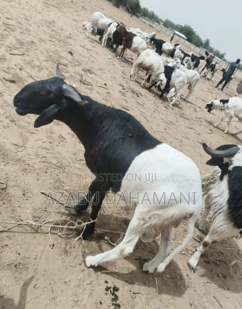 Healthy Rams in Karaga - Farm Animals, Azabu Dahamani | Jiji.com.gh