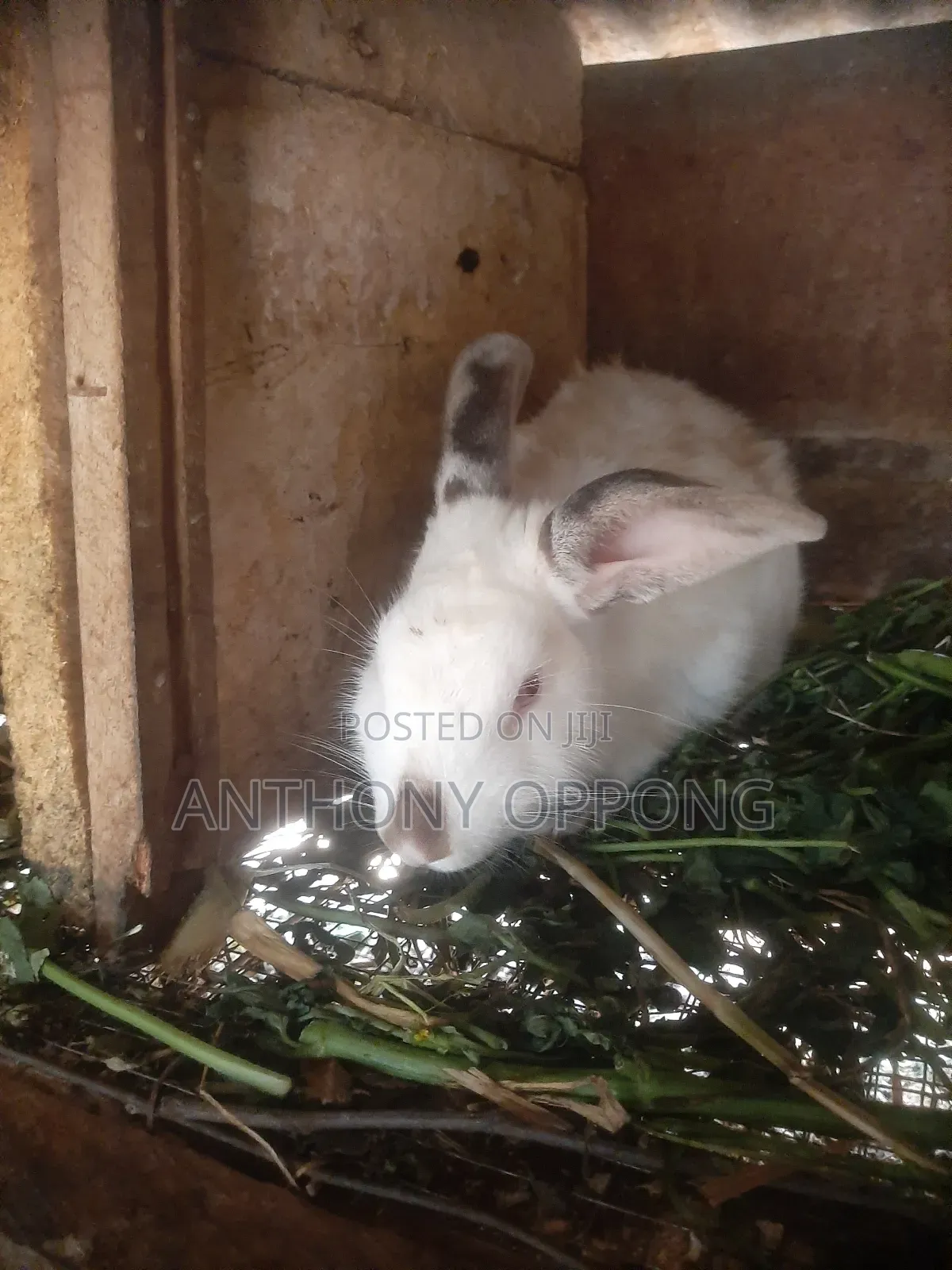 Male Rabbits in Techiman Municipal - Farm Animals, Anthony Oppong ...