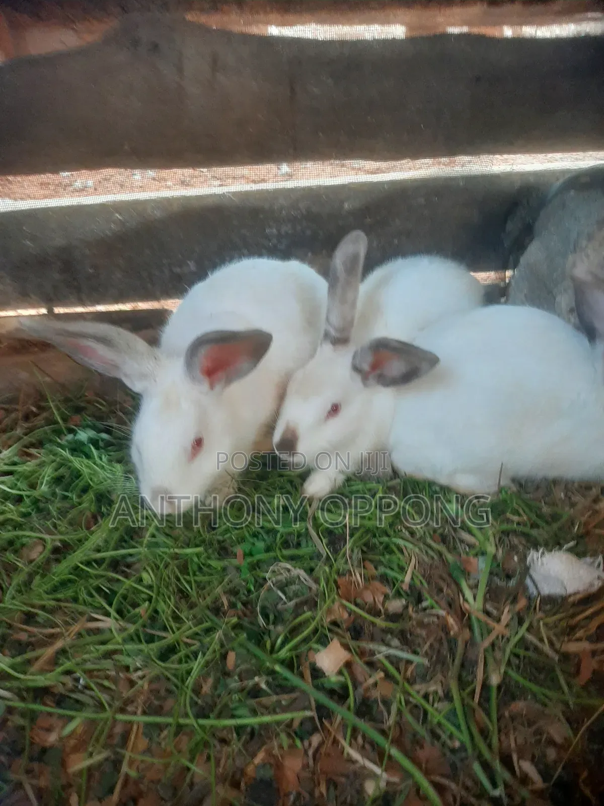 Male Rabbits in Techiman Municipal - Farm Animals, Anthony Oppong ...