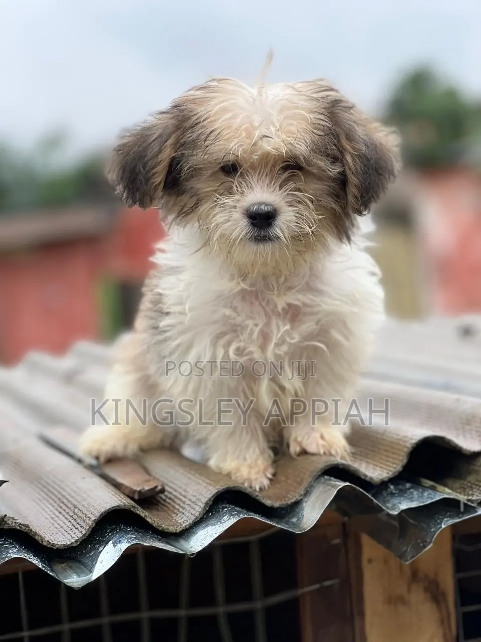 1-3 months Male Purebred Poodle in Teshie - Dogs & Puppies, Kingsley ...