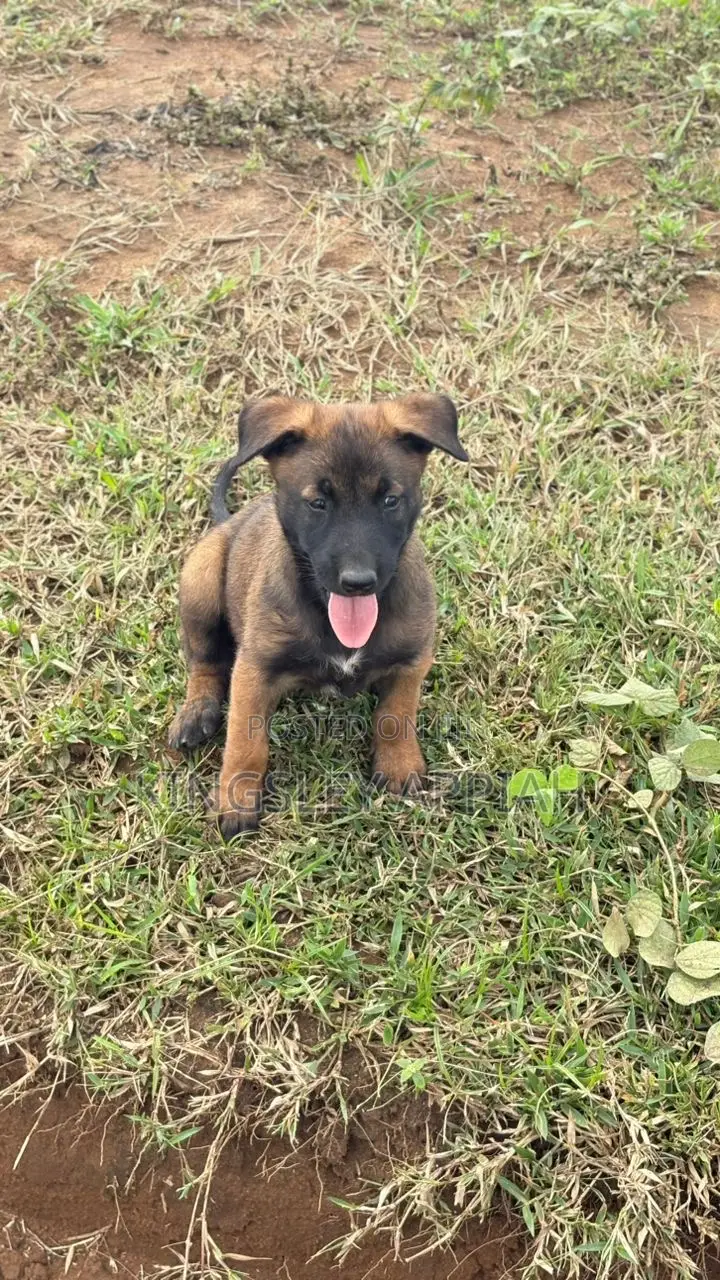 1-3 months Male Purebred Belgian Malinois in Adenta - Dogs & Puppies ...