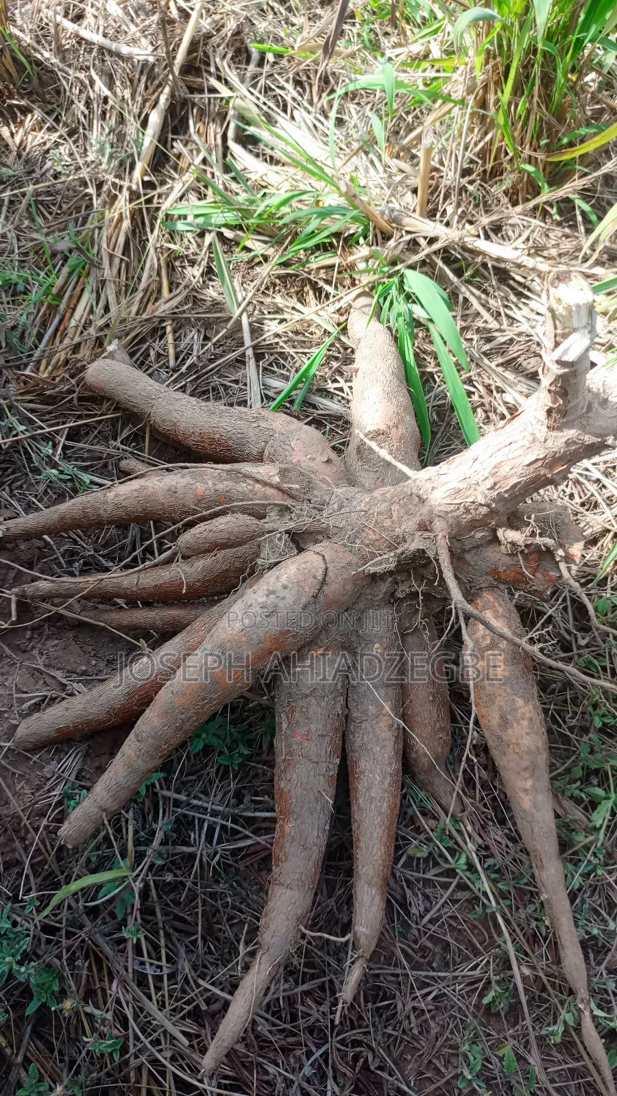 Cassava for Sale in North Dayi - Food & Beverages, Joseph Ahiadzegbe ...